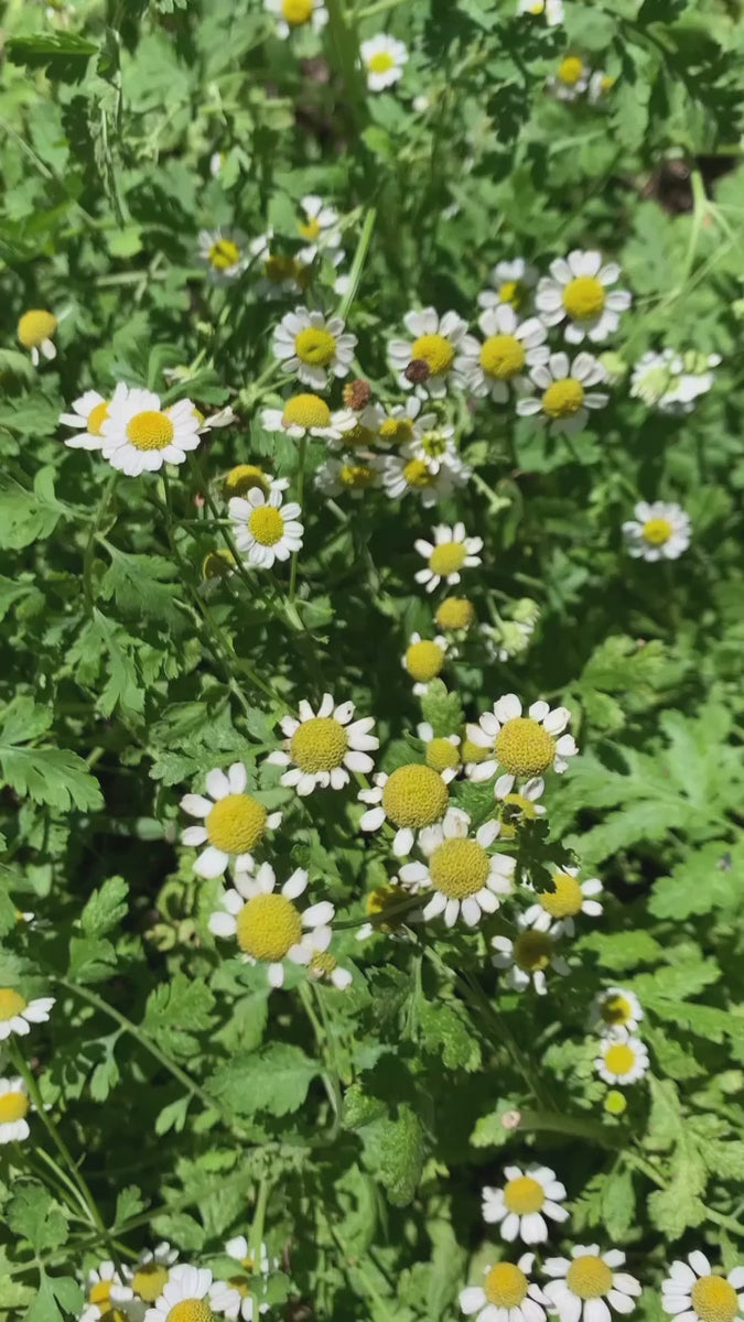 Feverfew – Fresh Organic (2025 Harvest) – EverVeda